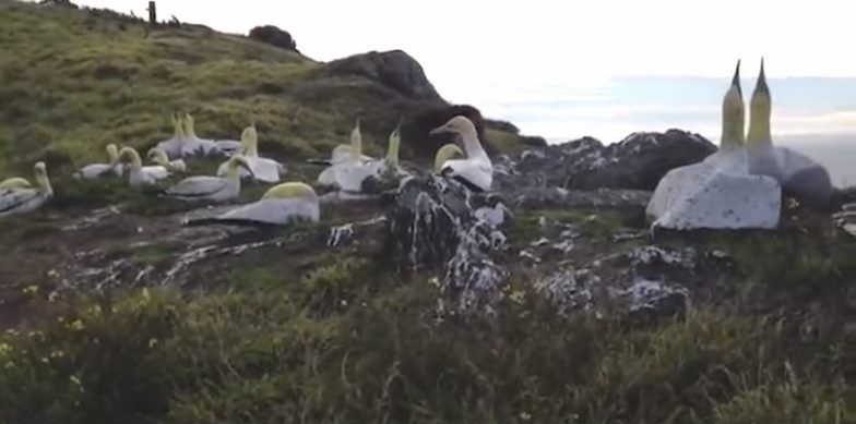Nigel, 'The Loneliest Bird' Dies Surrounded By its Concrete Friends ...
