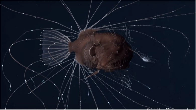 Deep Sea Anglerfish Mating Caught on Camera: The Deadly Sex Video is ...