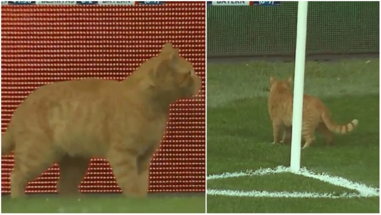 Cat Interrupts Football Match Video: Referee Halts Bayern Munich and ...