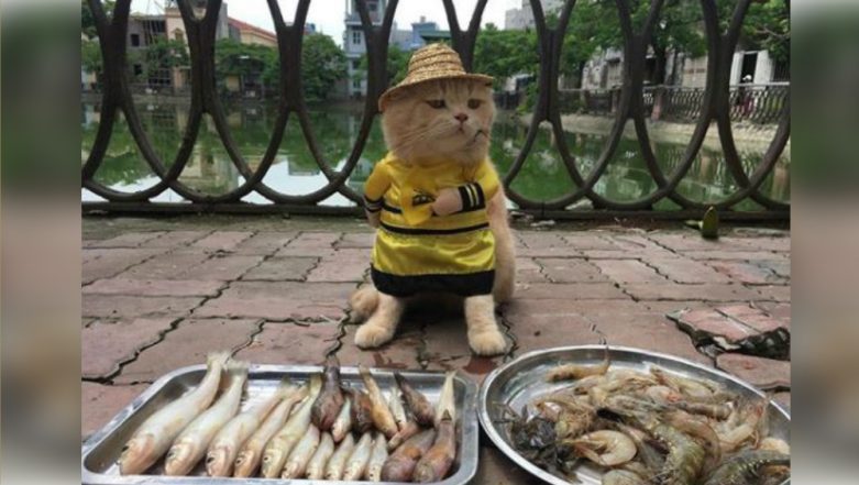 An Adorable Cat Named Dog is Selling Fish in Vietnam, See Cute Pictures ...