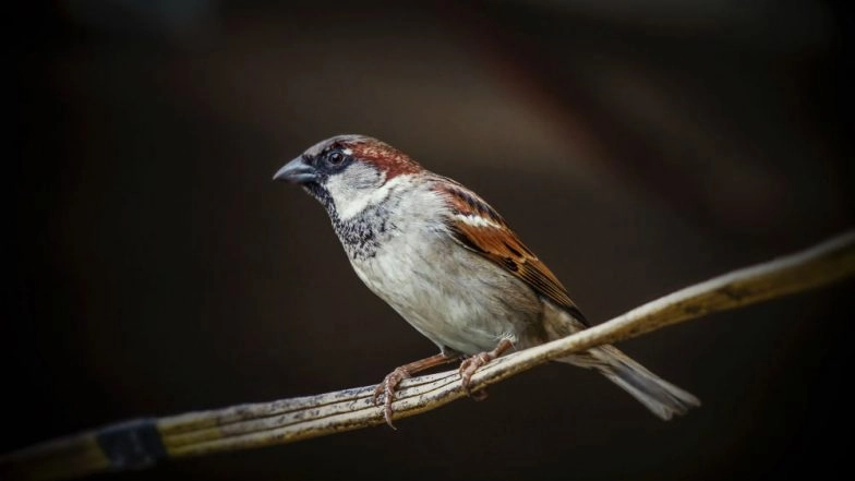 World Sparrow Day 2018: 10 Interesting Facts About The Chirpy Bird ...
