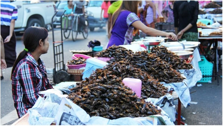 China is Breeding Billions of ‘Super Cockroaches’ Using AI Software to ...