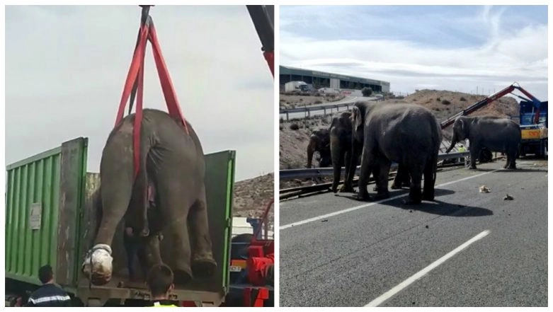 Circus Elephant Dies As Truck Overturns On Spanish Motorway, Heart ...