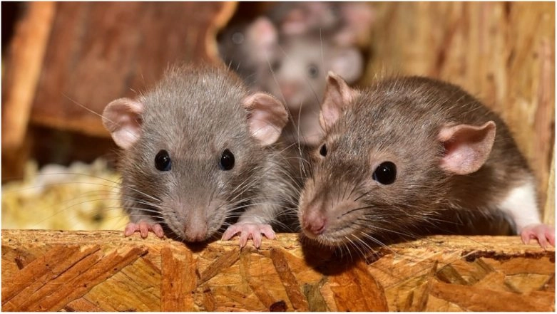 Mumbai Medical Negligence: Rat ‘Nibbles’ an Eye of Comatose Patient at ...