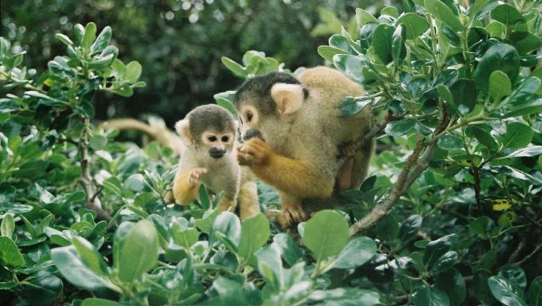 Squirrel Monkeys at New Zealand's Wellington Zoo Fight Thieves Who ...