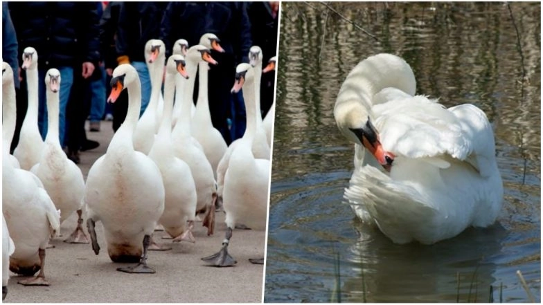 Stratford Swan Parade: 21 Swans Walk into the Avon River Announcing the ...