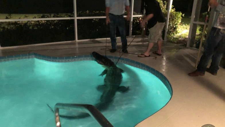 Alligator In Swimming Pool! Video of 11-foot Reptile Emerging From ...