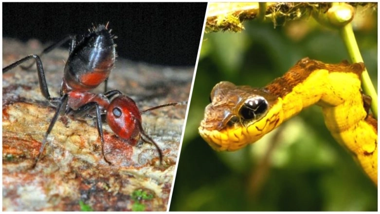 Exploding Ants to Snake Turning Caterpillar, The Defense Mechanisms of ...