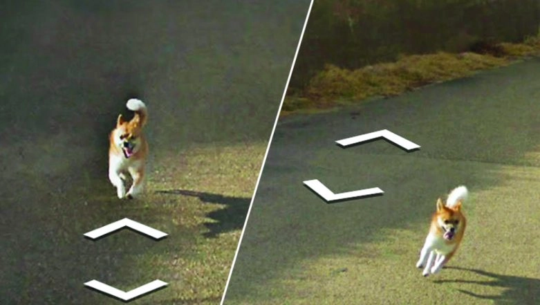 Dog Followed Google Street View Car in Japan and Ruined Every Photo on ...