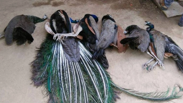 Rajasthan: 4 Peacocks Found Dead on Government Land in Bhilwara | 📰 ...