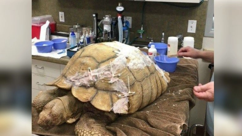 California Tortoise with Cracked Shell Gets Repaired for USD 4,000 | 👍 ...