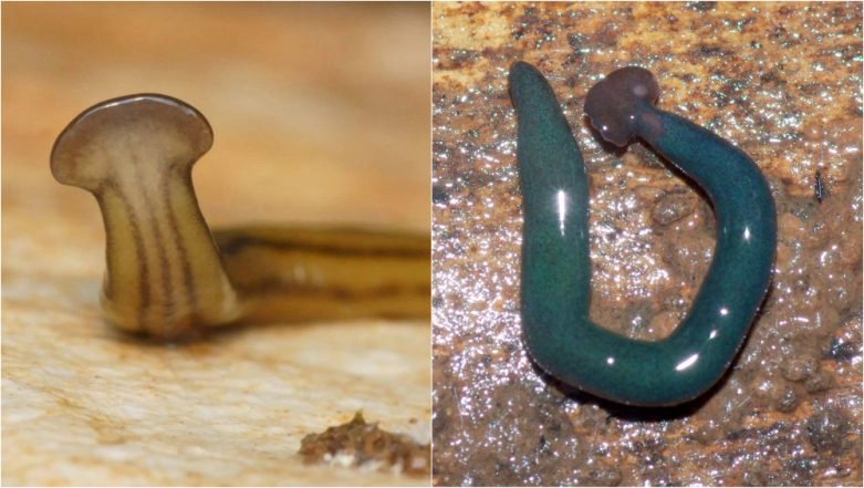 Giant Hammerhead Worms Which Invaded France Two Decades Ago Discovered ...