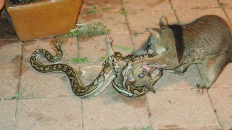 Possum Scratches, Bites Python to Let go Its Baby, Pictures from ...