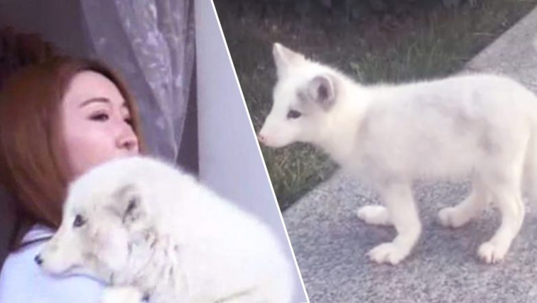 Woman Finds Her Cute Pet Puppy of a Year is Originally a Fox, Sends it ...