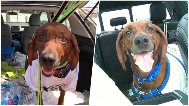 Missing Dog in Arizona Finds 20 Strangers Volunteering to Send Him Home ...