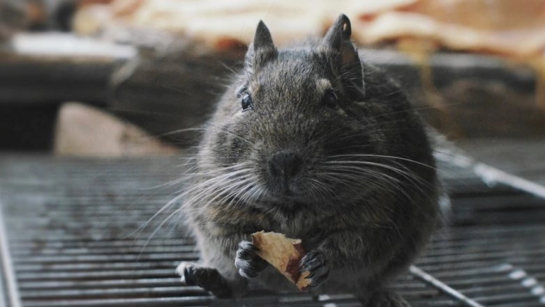 Comatose Patient Bitten By Rats at a Municipal Hospital Passes Away | 🍏 ...