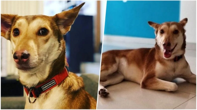 Peachpreet Khamba, This Pure Punjabi Dog on Instagram Will Teach you ...