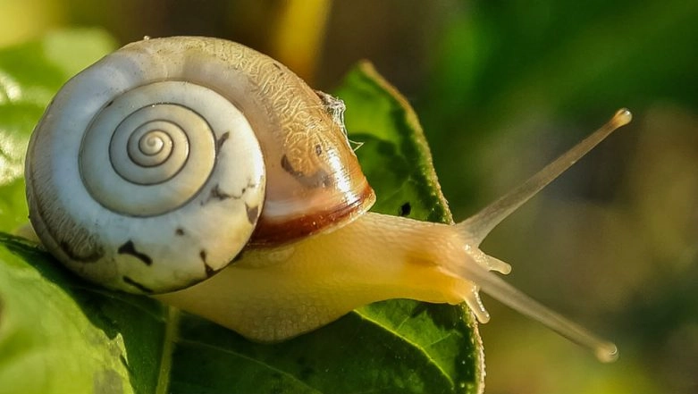 Scientists Successfully Transfer Memory From One Snail to Another | 👍 ...