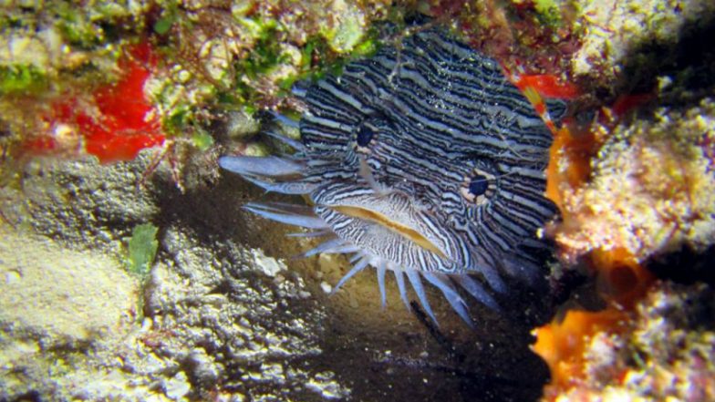 This Video of Toadfish Singing a Song to Impress a Lover Will Leave You ...