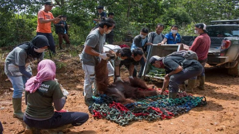 Animals Feel Anguish Too: Video Shows Orangutan Fighting A Bulldozer to ...