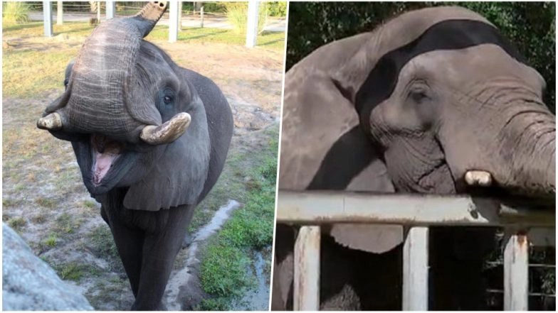 Michael Jackson’s Elephant Escapes Florida’s Zoo Enclosure! Watch Video ...