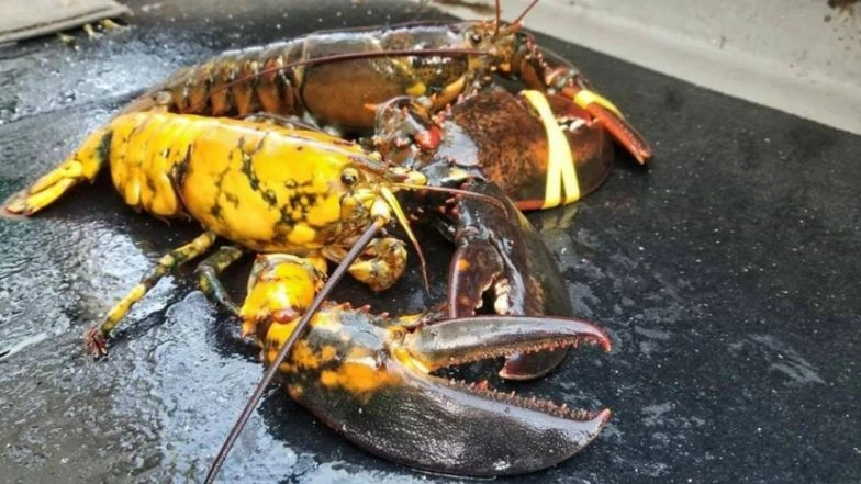 Rarest Lobsters in The World: One in 30 Million Yellow Lobster Found in ...