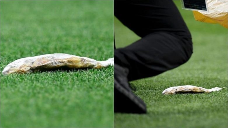 Dead Fish Thrown on the Pitch During Croatia Vs England FIFA World Cup ...