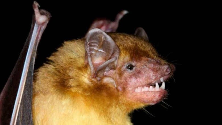 Two Adorable Lemon-Yellow Bat Species Discovered by Scientists in Kenya ...
