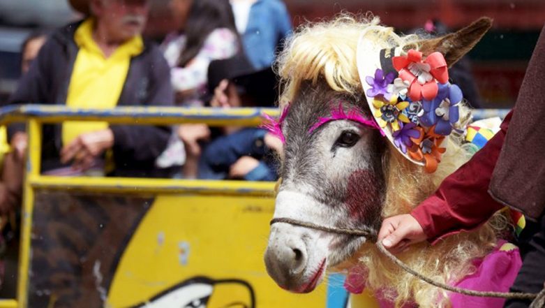 Donkey Dressed as Farmgirl Wins at a Annual Donkey Contest in Columbia ...