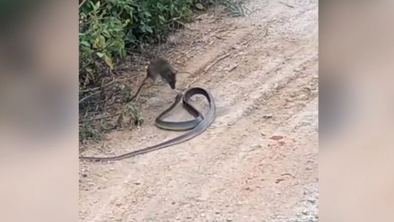 Rat Fighting Off a Snake In This Video is Shocking Yet Filled With ...