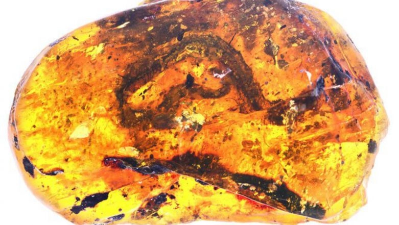World's Oldest Snake Fossil Dating Back to 100-Million-Years Found in ...