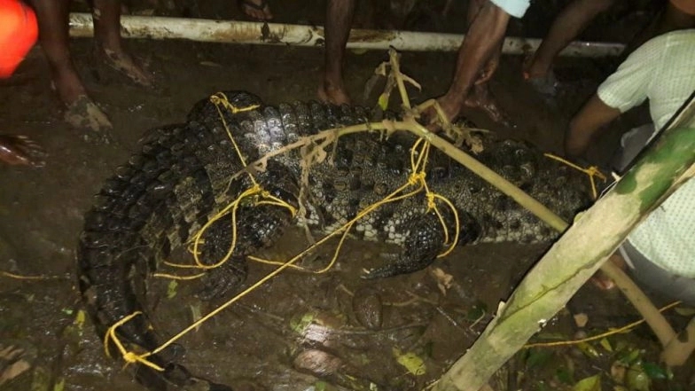 Kerala Flood: Crocodile, Snake Found in House After Flood Waters ...