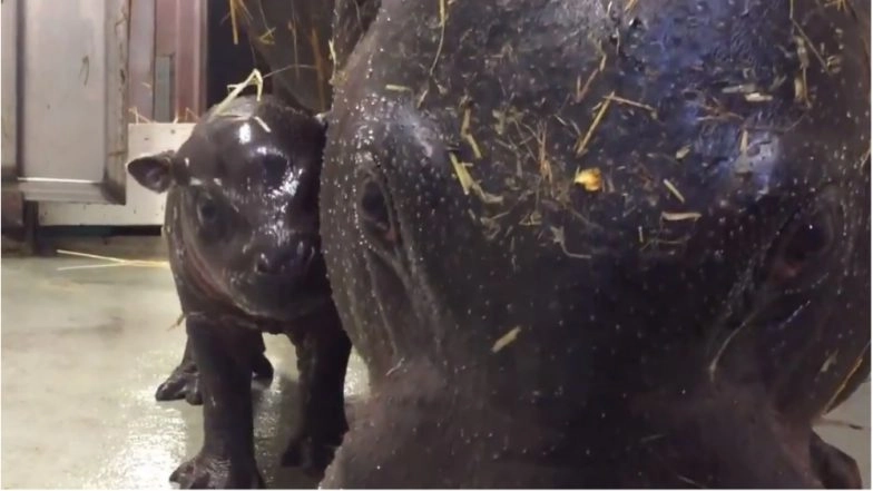 Rare & Endangered Pygmy Hippopotamus Born in Toronto Zoo (Watch Video ...