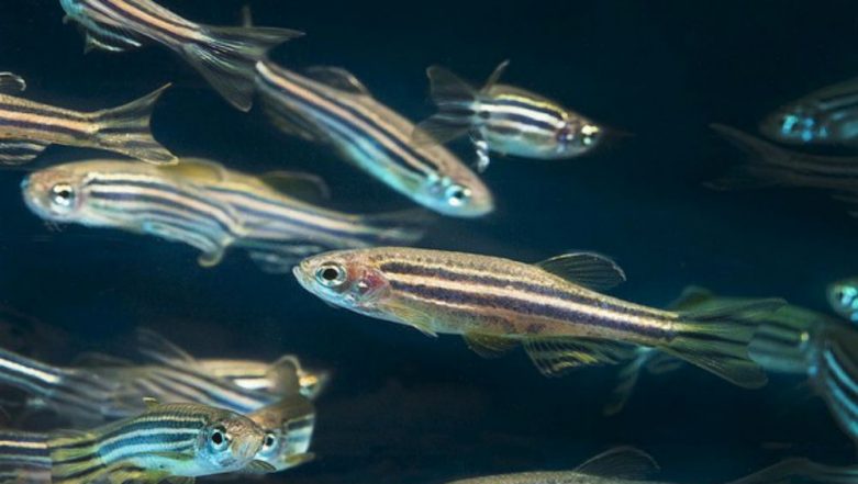 Here's Why Zebrafish Always Have Stripes | 🔬 LatestLY