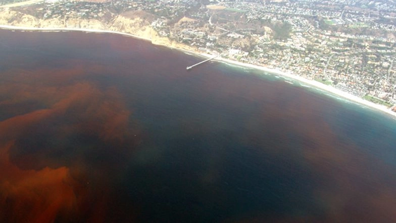 Is Brown Tide Dangerous? Scientists Are Fearing Superbloom Due to ...