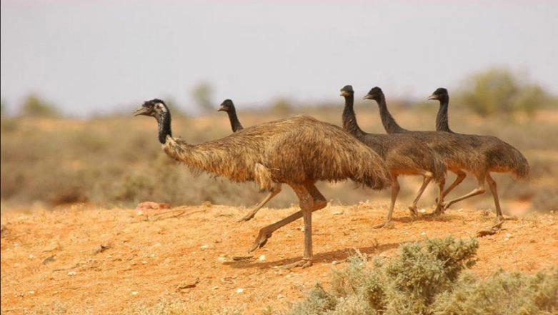 Drought in Australia Leads to Emu Invasion in Some Cities | 🌎 LatestLY