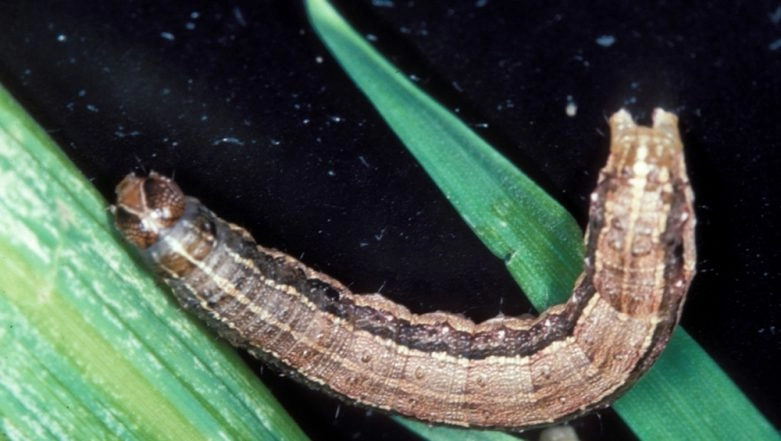Fall Armyworm Will Threaten Food Security and Livelihoods of Farmers in ...