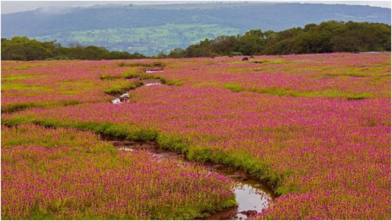 Kaas Plateau 2018 Best Time To Visit: Here's Why You Should See ...