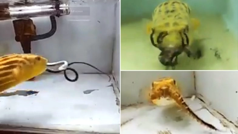 Video of Pufferfish Eating a Snake, Scorpion and Centipede is Scary ...
