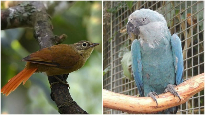 Deforestation Has Led to Loss of 8 More Bird Species in This Decade | 🔬 ...