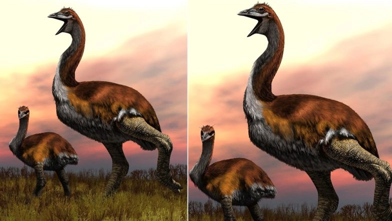 Biggest Bird in the World is Revealed! Flightless Elephant Bird Wins ...