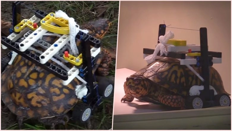 Injured Wild Eastern Box Turtle at Maryland Zoo Gets Custom-Made ...