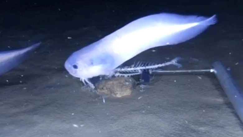 Deep-Sea Snailfish That Melts on Surface Discovered by Scientists in ...
