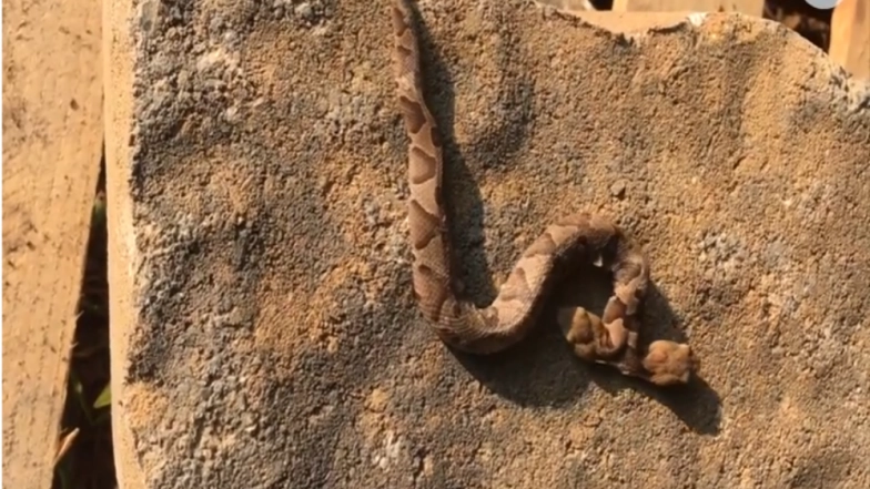 Rare Two-Headed Viper Snake Found in House-Garden in Virginia, Watch ...