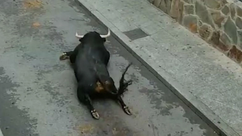 Spain: Bull Breaks Both Legs After Leaping From Ramp Placed too High ...