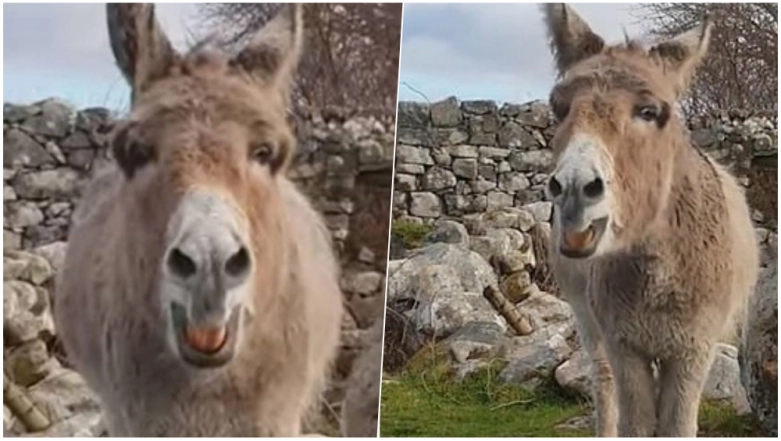 Harriet, The Singing Donkey From Ireland is an Internet Sensation ...