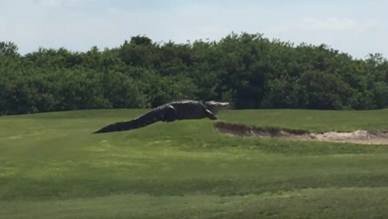 Gigantic Alligator 'Chubbs' Strolls Into a Florida Golf Course, Freaks ...