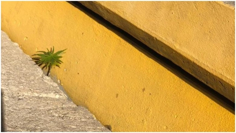 Viral Video Shows Cannabis Growing Inside Uruguay's Football Stadium ...