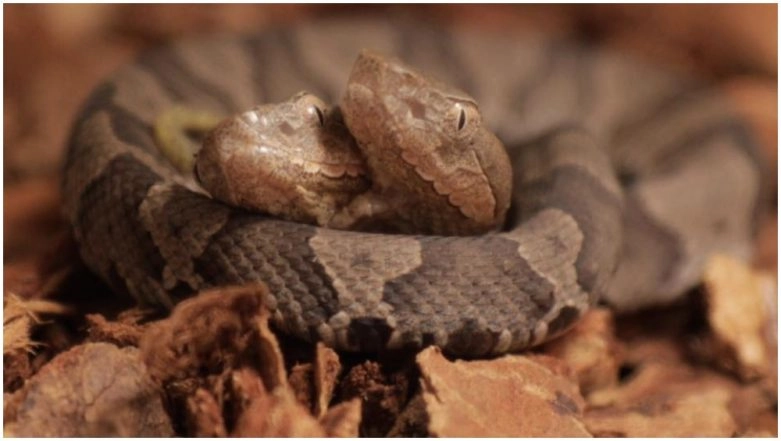 Rare 2-Headed Copperhead Snake Found in Kentucky Home; to Be Displayed ...
