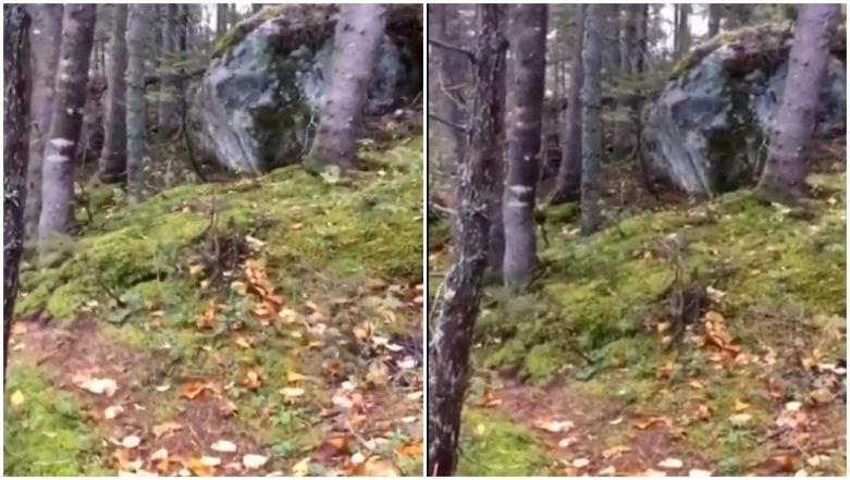Is The Forest Breathing? Know the Reality of This Viral Video From ...